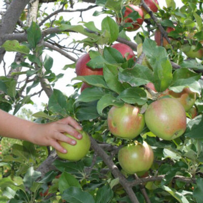Country Apple Orchard – More Than Apples