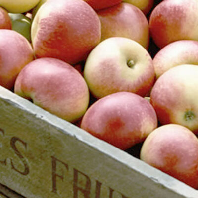 Country Apple Orchard – More Than Apples