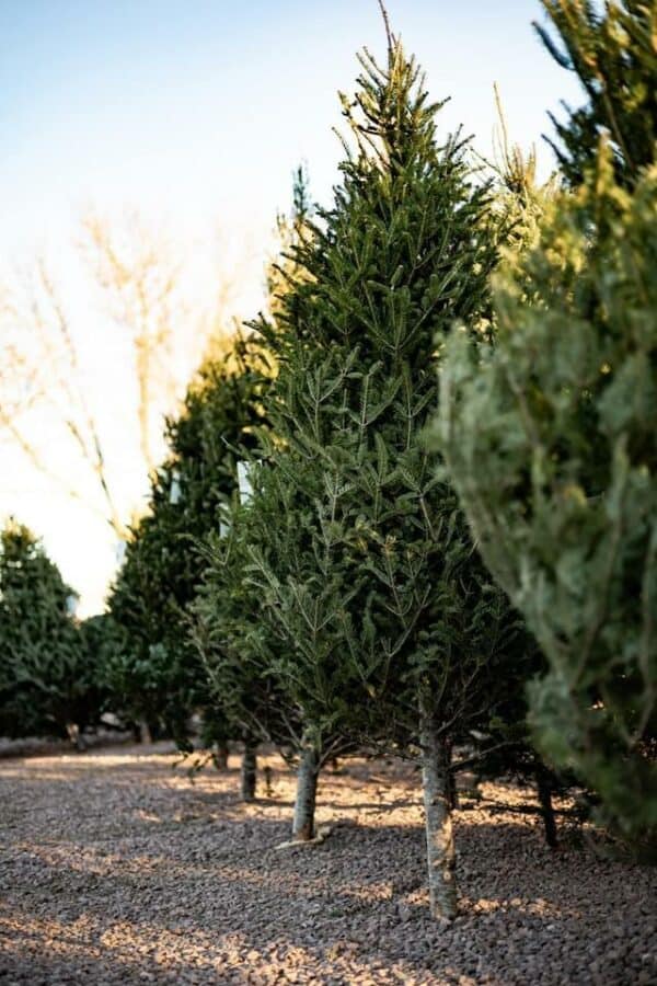 Holiday Store Sioux Falls - Country Apple Orchard