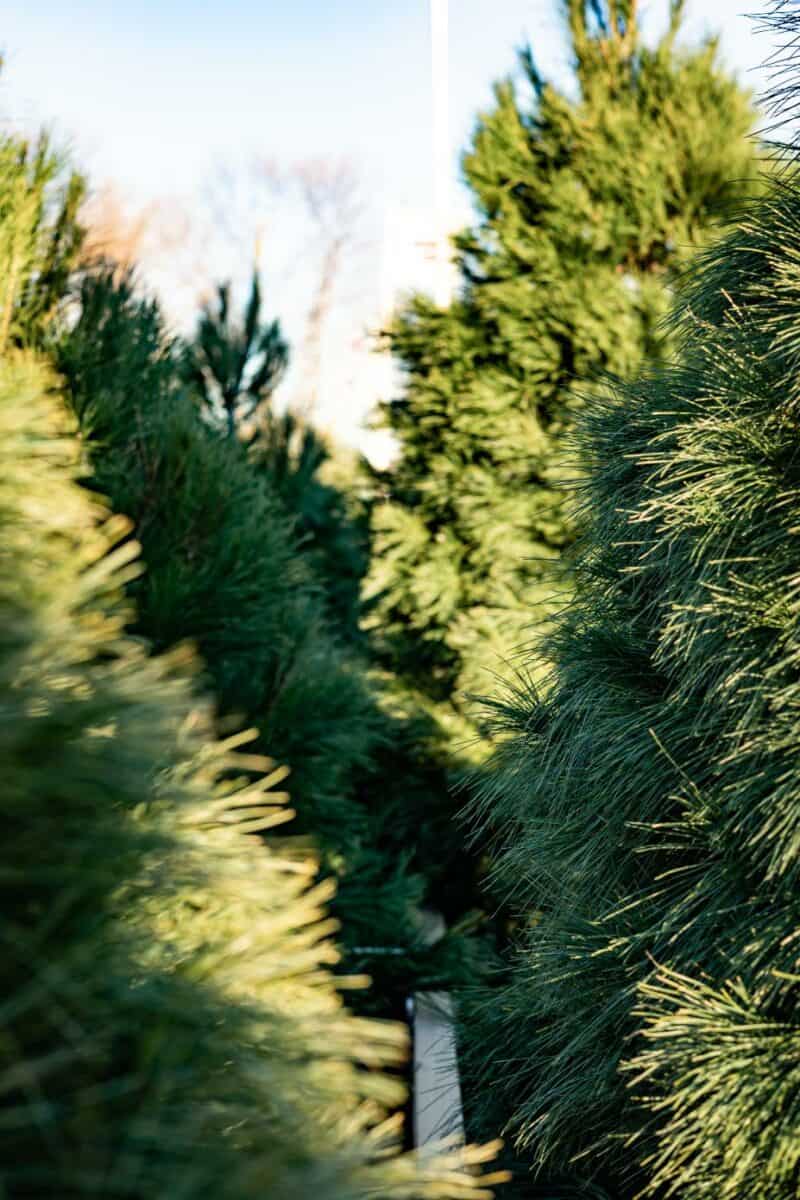 The #1 Best Sioux Falls Christmas Tree Store - Country Apple Orchard